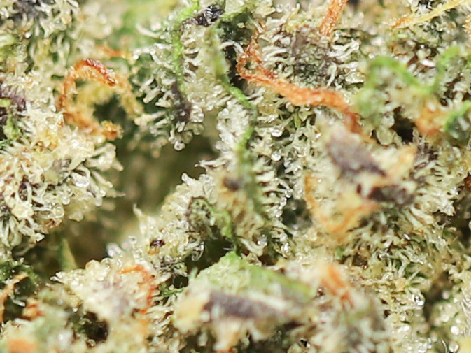 Death Bubba AAA – Canna Sweets Mail Order Marijuana