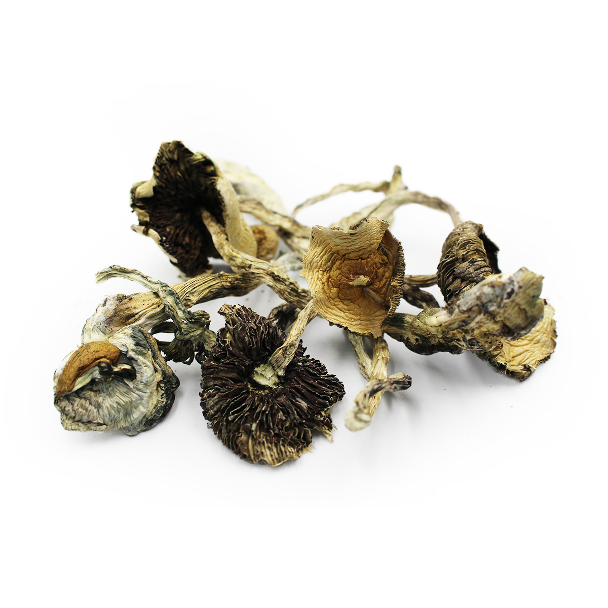 Amazonian (shrooms) – Canna Sweets Mail Order Marijuana