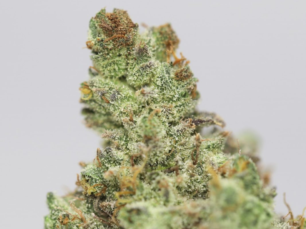 Durban Poison AAA – Canna Sweets Mail Order Marijuana