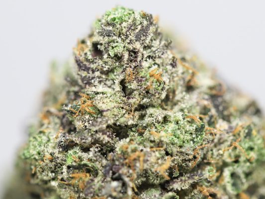Dank Sinatra AAAA – Canna Sweets Mail Order Marijuana