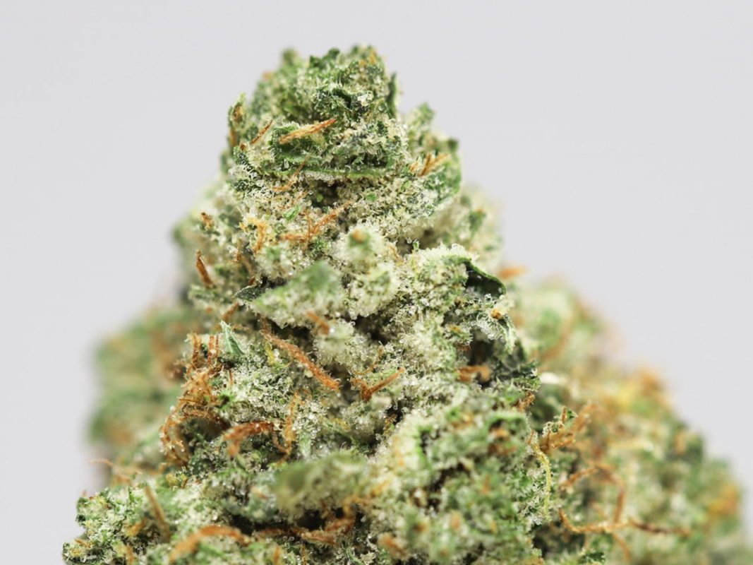 Snoop Dogg OG AA – Canna Sweets Mail Order Marijuana