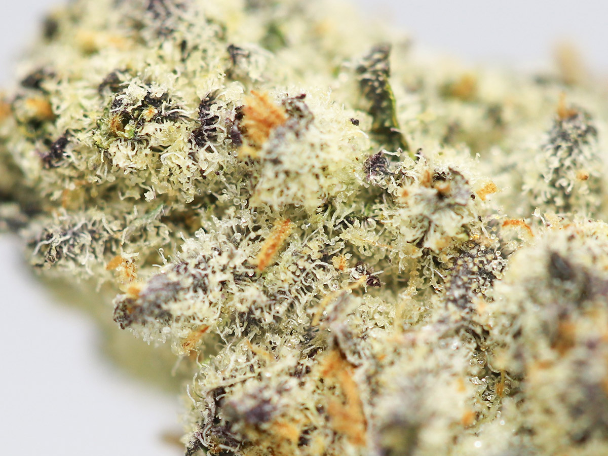 Apple Pie AAAA – Canna Sweets Mail Order Marijuana