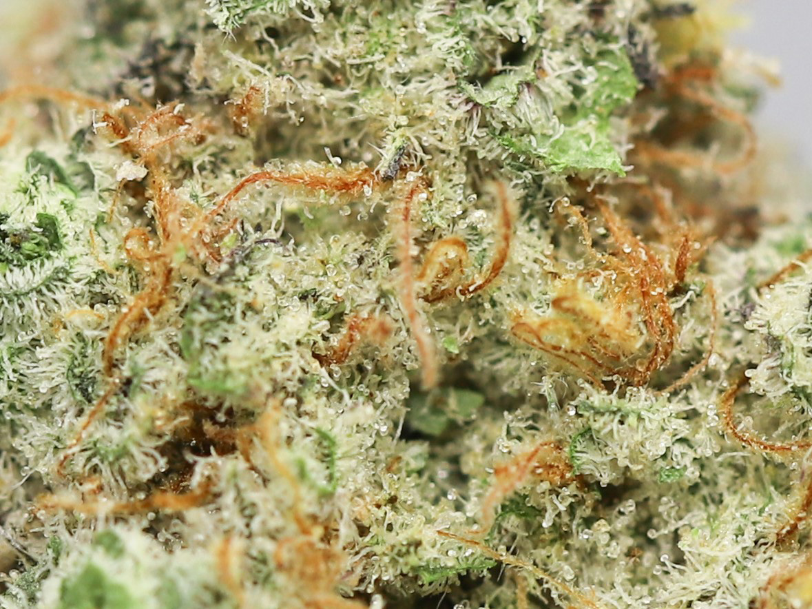 Tropic Thunder AAA – Canna Sweets Mail Order Marijuana