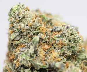 BC Kush AA – Canna Sweets Mail Order Marijuana
