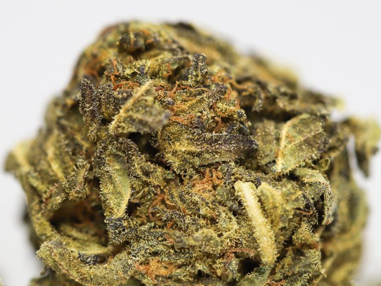 Cinderella 99 AA – Canna Sweets Mail Order Marijuana