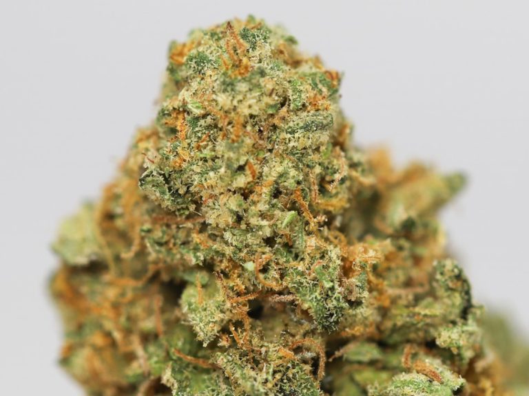 Cinderella 99 AA – Canna Sweets Mail Order Marijuana