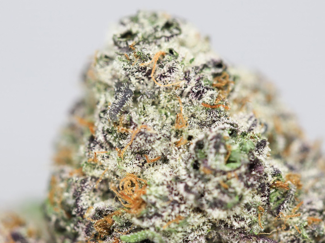 Sherbet Creamsicle AAAA – Canna Sweets Mail Order Marijuana