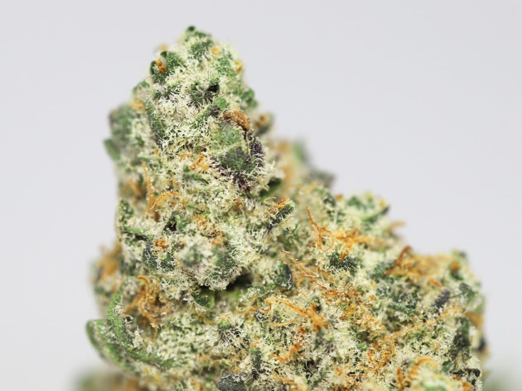 Apple Cheese Quake AAA – Canna Sweets Mail Order Marijuana